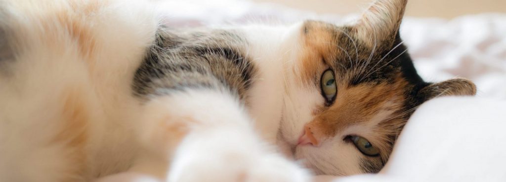 Haven Farm Cattery – A friendly cattery serving Suffolk, Norfolk and ...